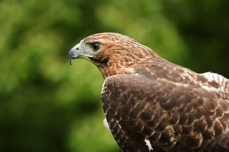 Halcón foto de archivo. Imagen de garra, cazador, salvaje - 11697506