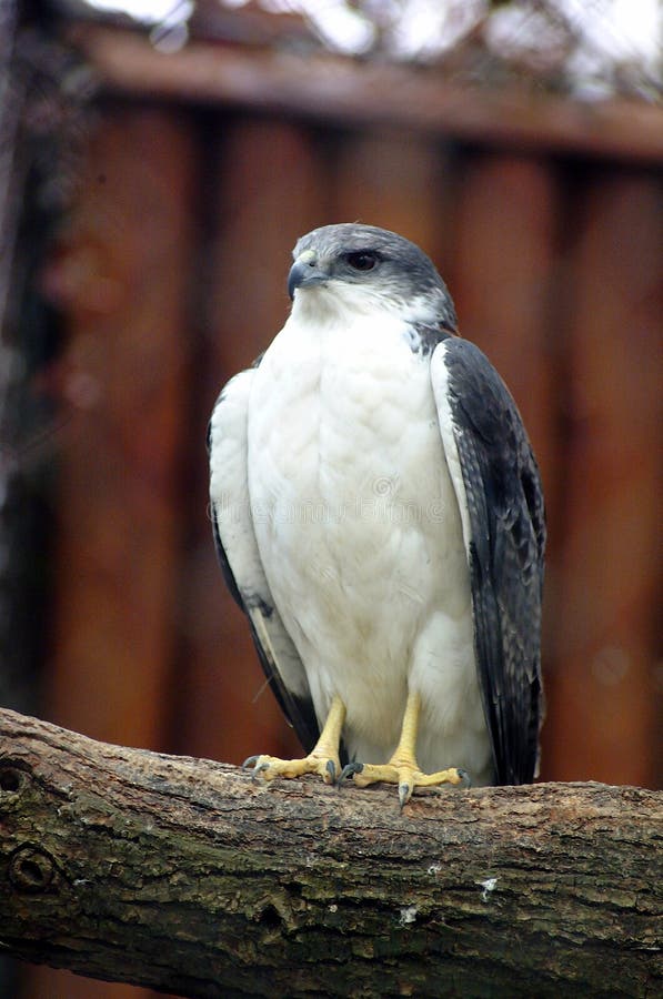 Halcón imagen de archivo. Imagen de primer, caza, detalle - 1425849