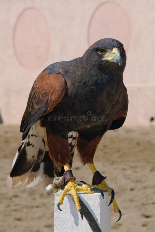 Halcón imagen de archivo. Imagen de zumbido, domesticado - 17622899