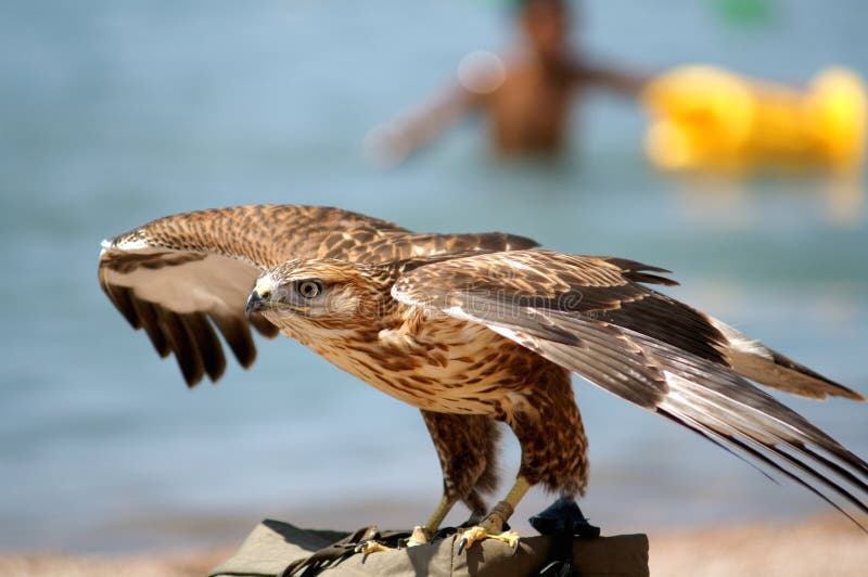 Polluelo Del Cernícalo Del Halcón En Una Mano Imagen de archivo ...
