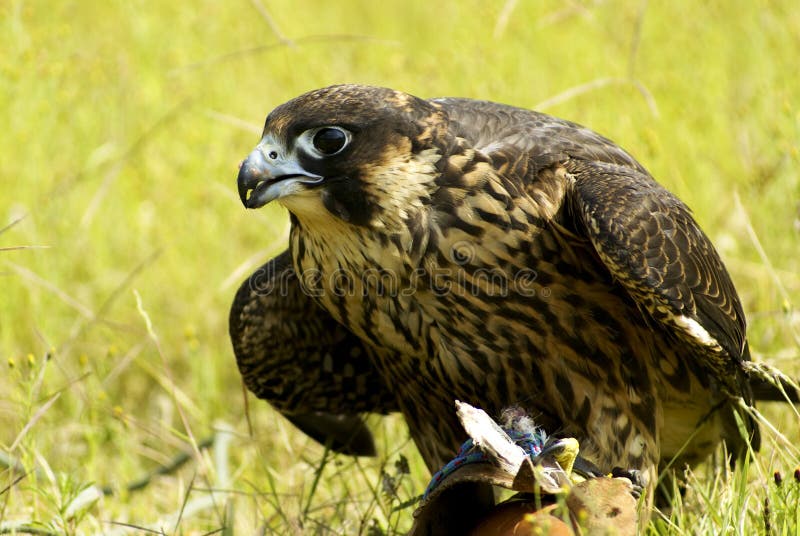 Halcón imagen de archivo. Imagen de caza, zumbido, diurno - 3489075