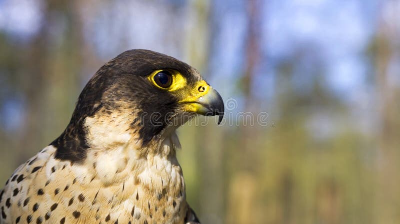 Halcón foto de archivo. Imagen de vista, despredador - 54394996