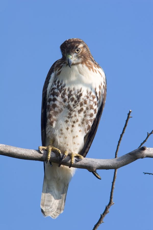Halcón imagen de archivo. Imagen de pico, cielo, pluma - 666319