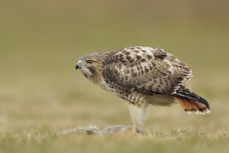 Jamaicensis Rojo-atado Del Buteo Del Halcón En Una Rama De árbol Foto ...