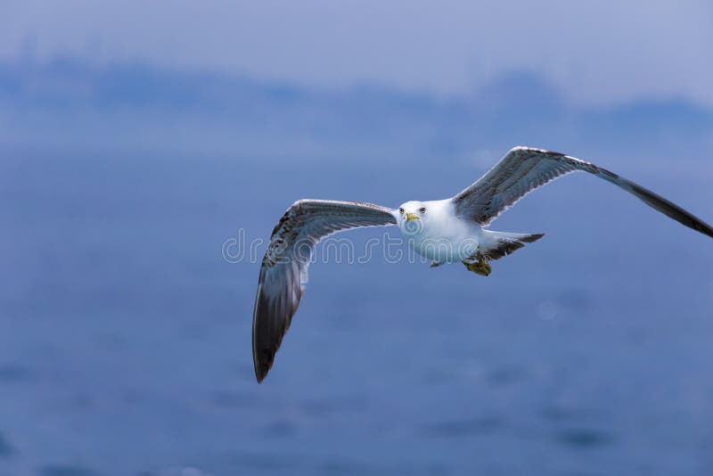 Halcón blanco foto de archivo. Imagen de cambio, aire - 66501990