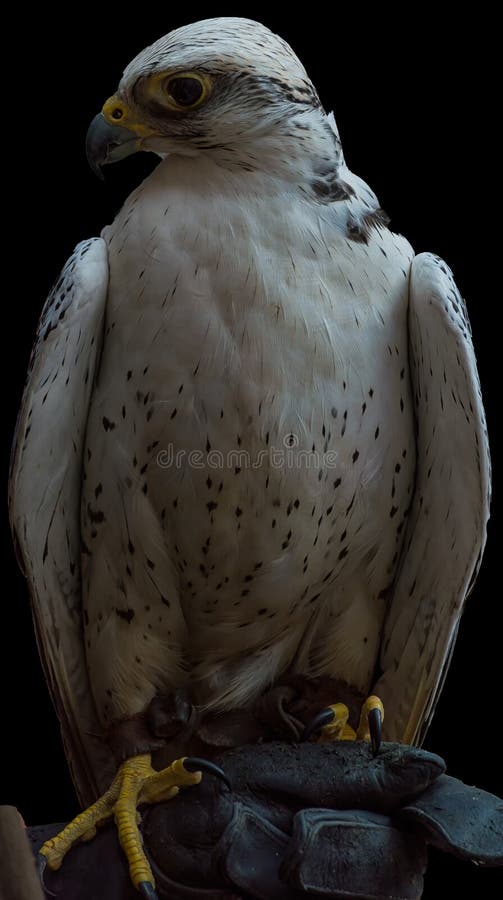 Halcón blanco foto de archivo. Imagen de asia, vida, oriente - 33409376