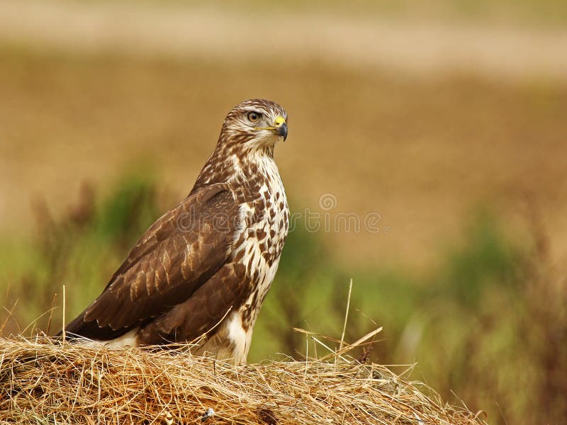 Mirada fija del halcón imagen de archivo. Imagen de rapaz - 337947