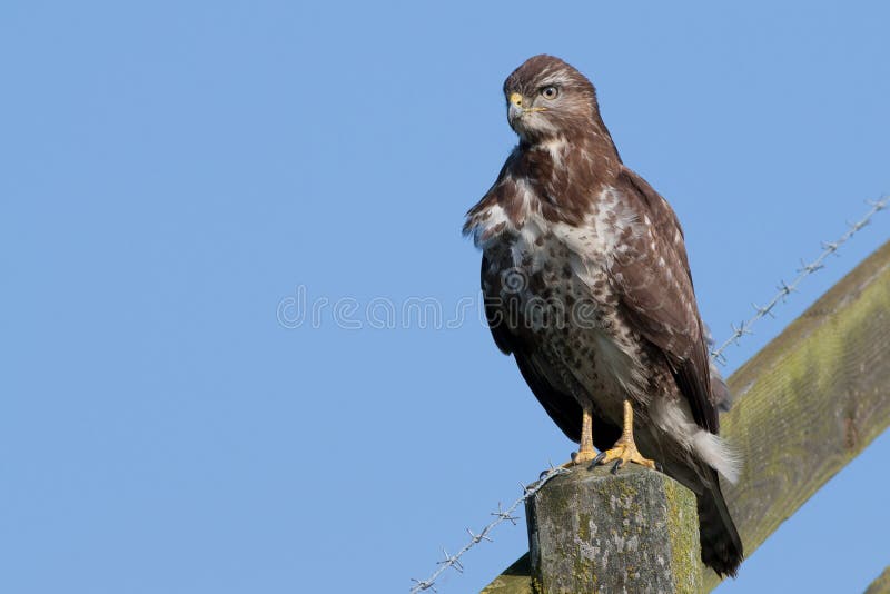 Mirada fija del halcón imagen de archivo. Imagen de rapaz - 337947