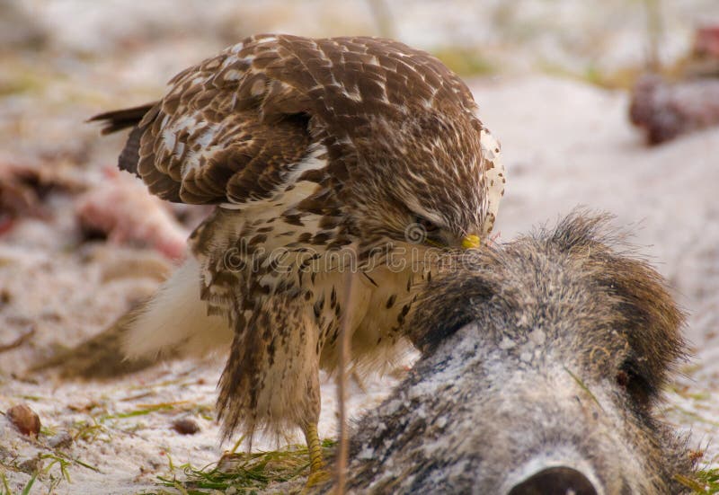 Halcón - buteo del Buteo foto de archivo. Imagen de cazador - 28284706