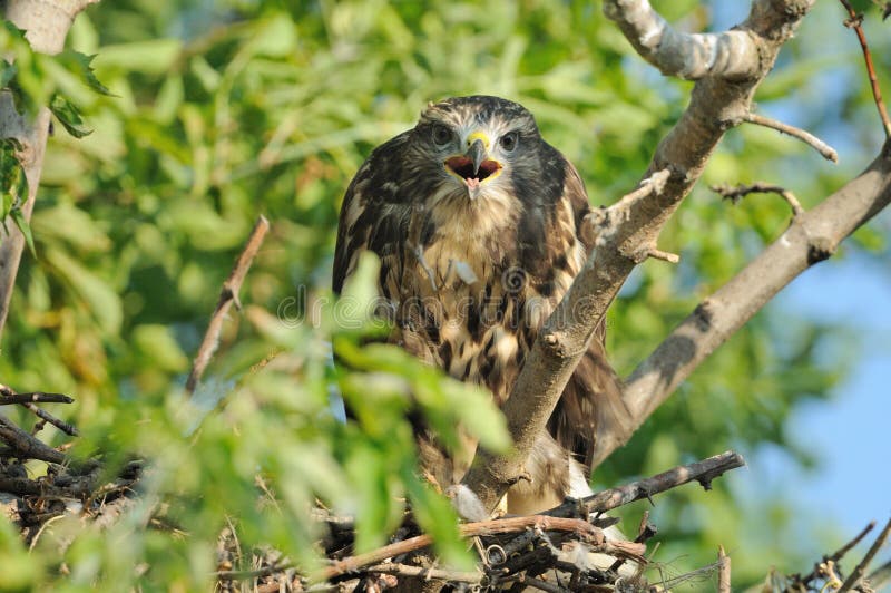 Halcón Común (buteo Del Buteo) Foto de archivo - Imagen de zumbido ...
