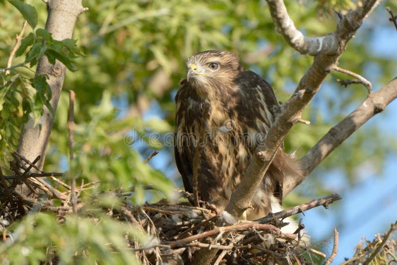 Halcón Común (buteo Del Buteo) Foto de archivo - Imagen de alas, cubo ...