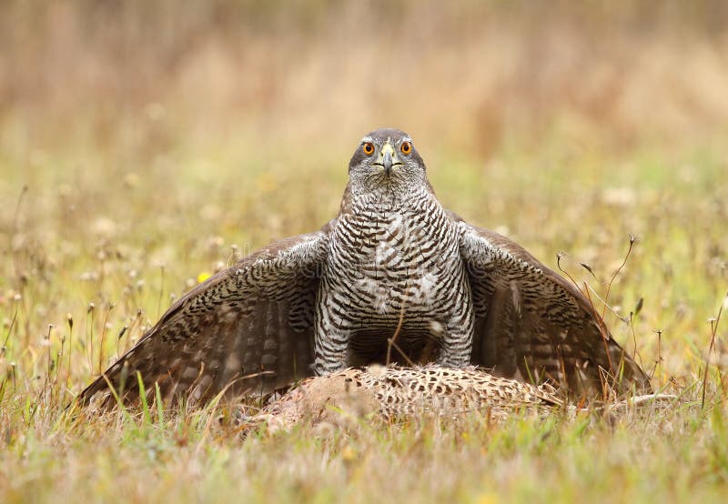Halcón Con La Hembra Del Faisán Imagen de archivo - Imagen de retén ...