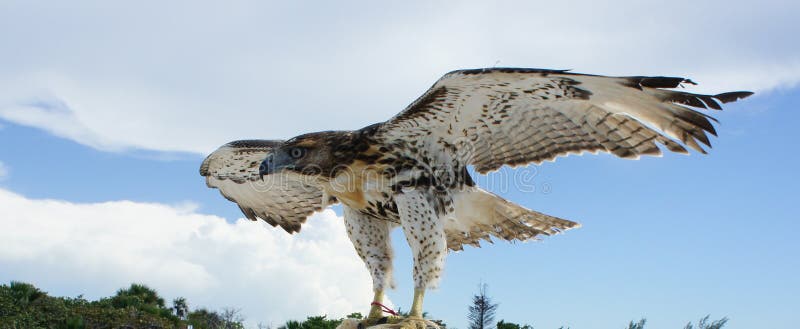 Halcón Con Las Alas Encendido Foto de archivo - Imagen de cazador ...