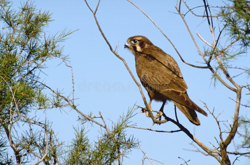 Halcón Pardo Volando En El Cielo Azul Claro Foto de archivo - Imagen de ...