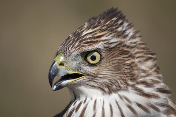 Halcón de Cooper´s imagen de archivo. Imagen de retrato - 28286101