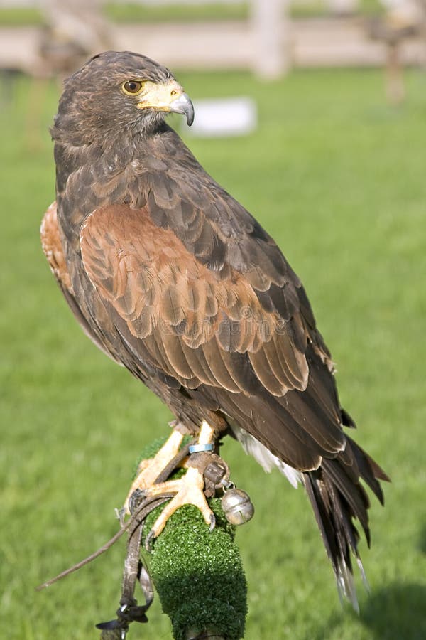 Harris Hawk, Parabuteo Unicinctus, Adulto En Vuelo Imagen de archivo ...
