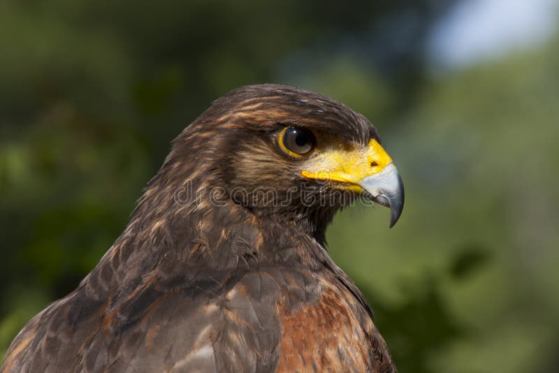 Harris Hawk, Unicinctus De Parabuteo, Aterrizando Escena Animal De La ...