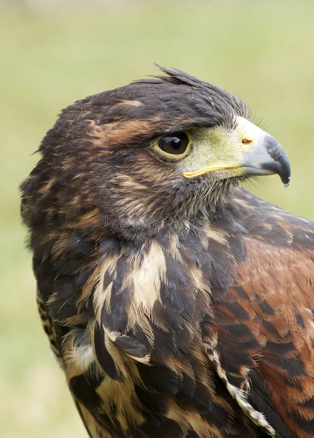 Halcón de Harris imagen de archivo. Imagen de retrato - 27804981