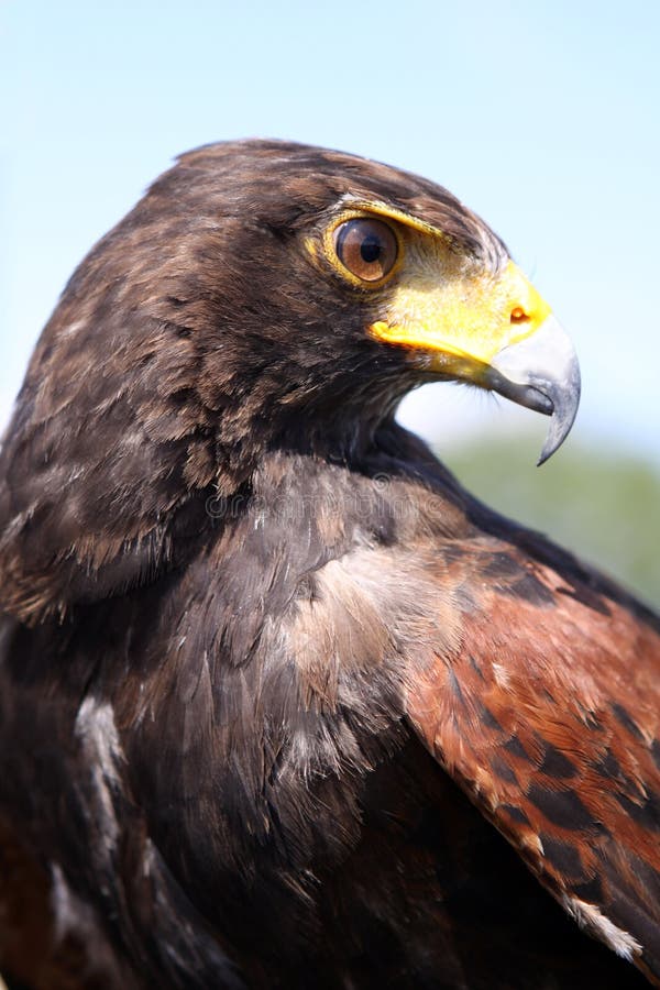 Halcón de Harris imagen de archivo. Imagen de harris - 15742769