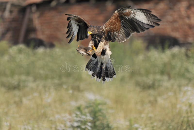 Halcón de Harris foto de archivo. Imagen de plumas, alas - 16304840