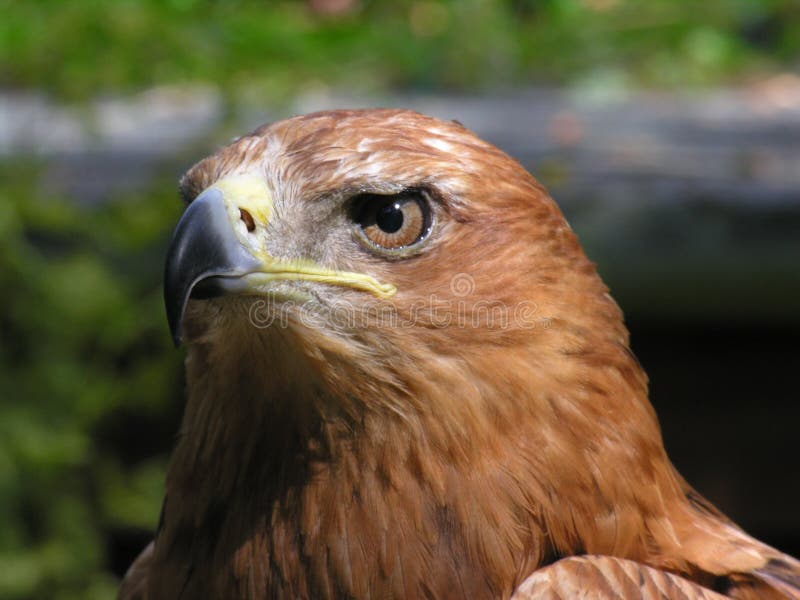 Unicinctus De Hawk Parabuteo De Harris En El Desierto Arizona ...