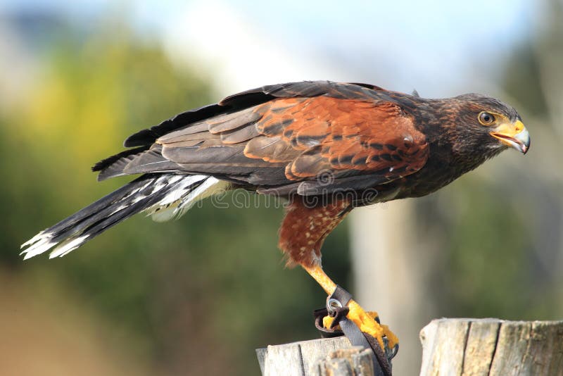 Halcón de Harris foto de archivo. Imagen de harris, cubo - 24460914