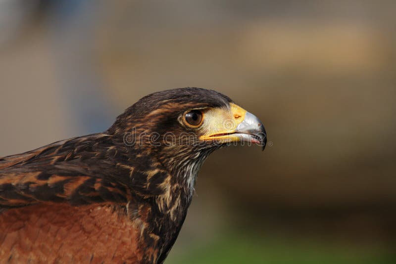 Halcón de Harris imagen de archivo. Imagen de fauna, corte - 3167985