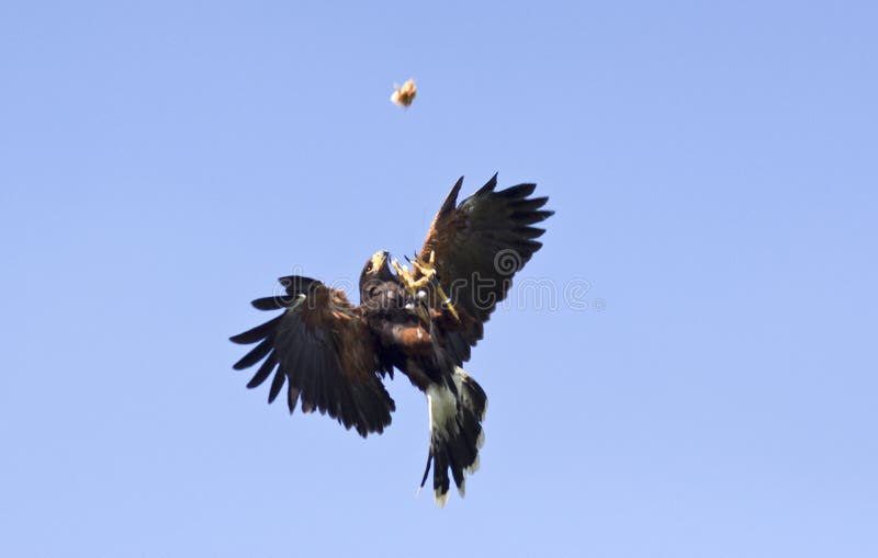 Halcón de Harris en vuelo foto de archivo. Imagen de argentina - 41160820