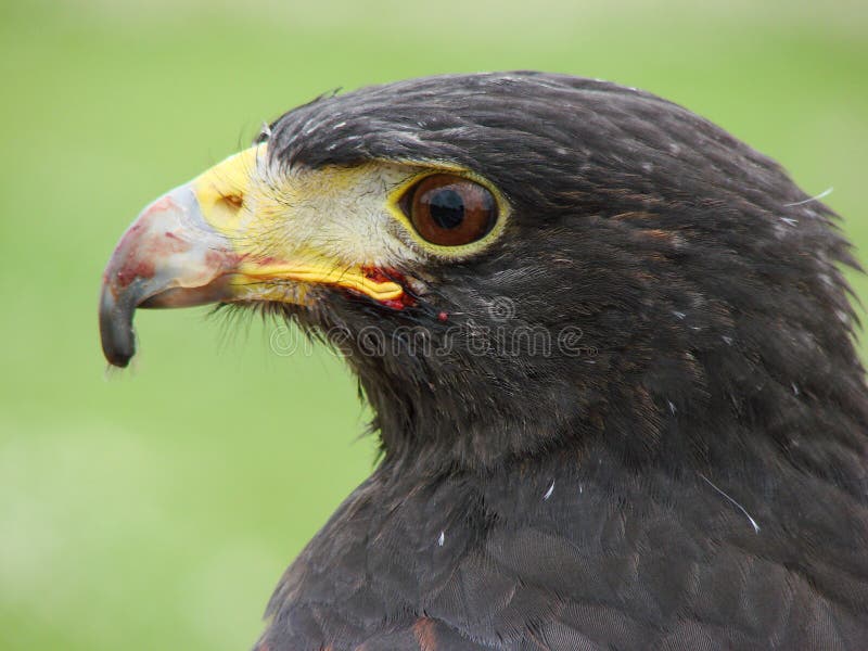 Halcón De Harris (unicinctus Del Parabuteo) Imagen de archivo - Imagen ...