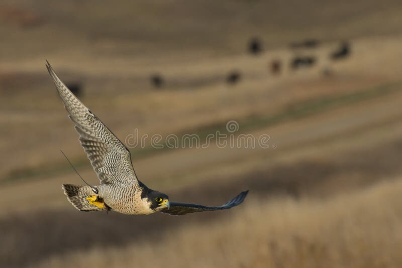 Halcón de la caza foto de archivo. Imagen de despredador - 35547046