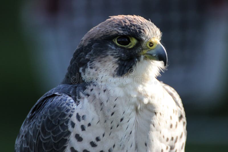 Halcón de Lanner foto de archivo. Imagen de instinto - 27215676
