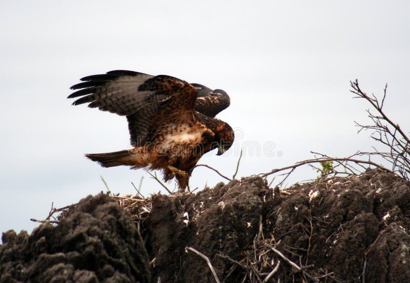 Galápagos Halcón Buteo Galapagoensis Espumilla Playa Santiago Isla ...