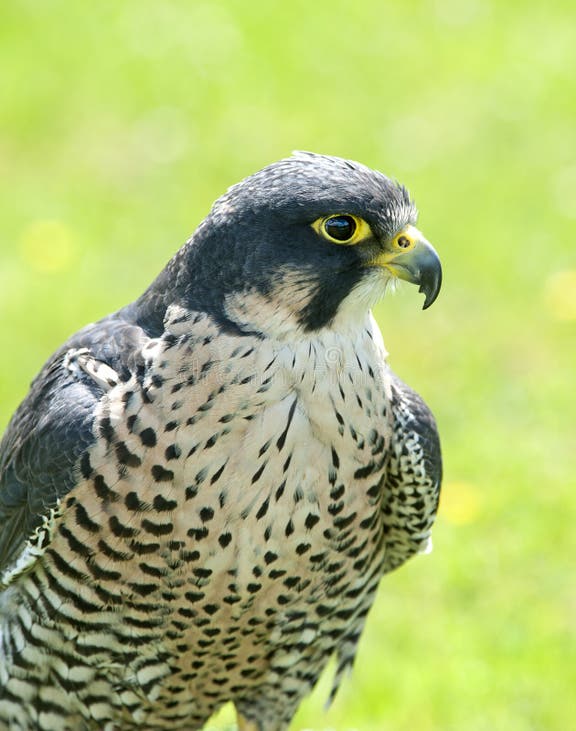 Halcón de peregrino foto de archivo. Imagen de cierre - 20106682