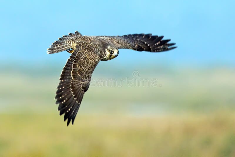 Halcón de peregrino imagen de archivo. Imagen de aviar - 21358299