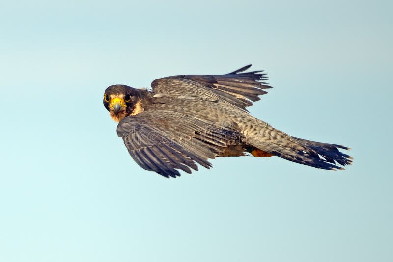 Halcón de peregrino imagen de archivo. Imagen de encarnado - 22162619