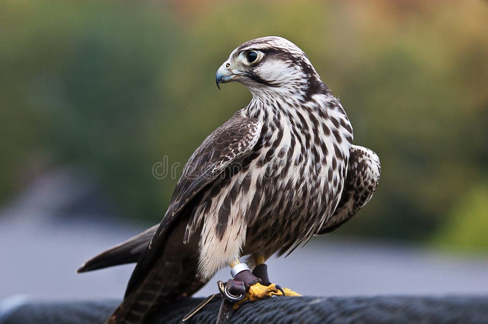 Halcón de peregrino foto de archivo. Imagen de garras - 26468516