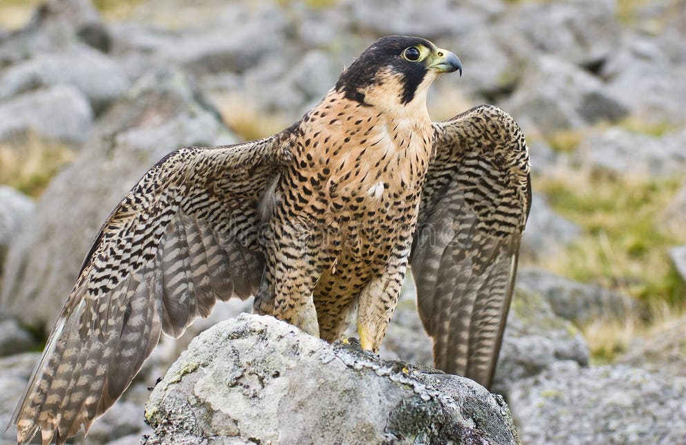 Halcón de peregrino foto de archivo. Imagen de peregrino - 8049066