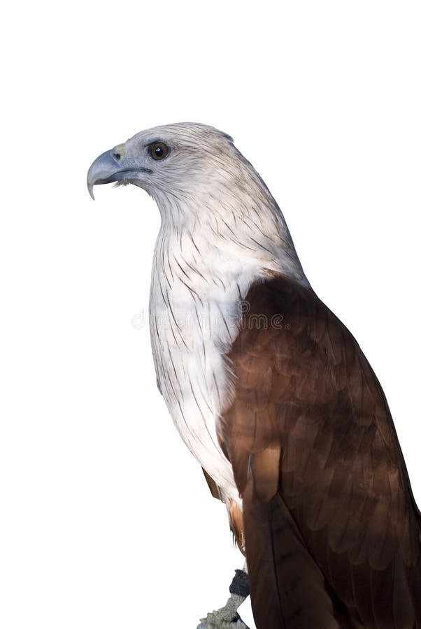 Halcón en blanco foto de archivo. Imagen de garras, cazador - 12579890