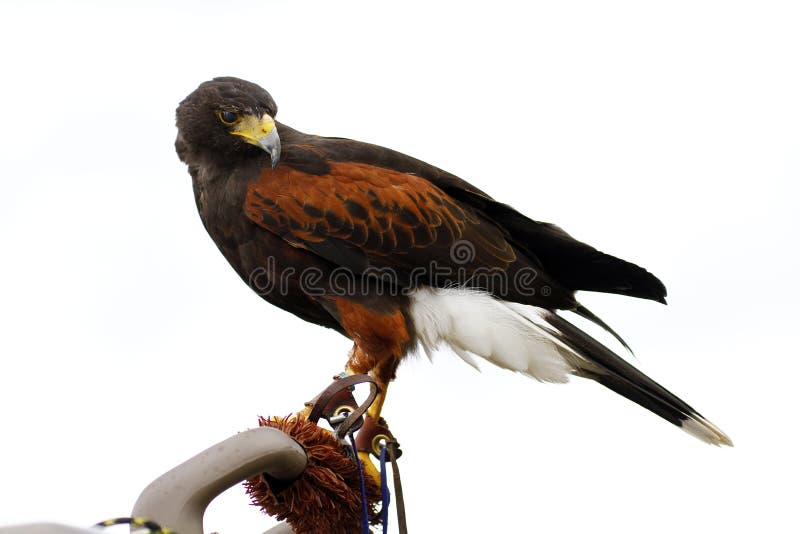 Halcón De Harris (unicinctus Del Parabuteo) Imagen de archivo - Imagen ...