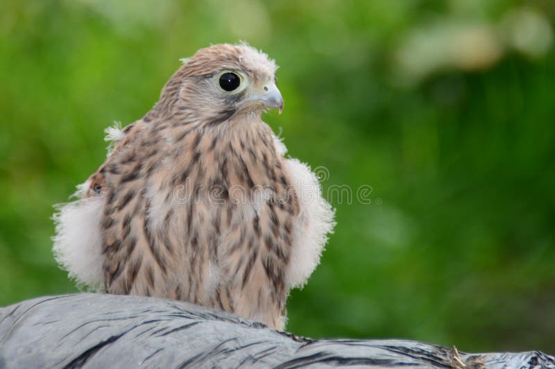 HALCÓN DEL BEBÉ imagen de archivo. Imagen de cubo, palomas - 79994353