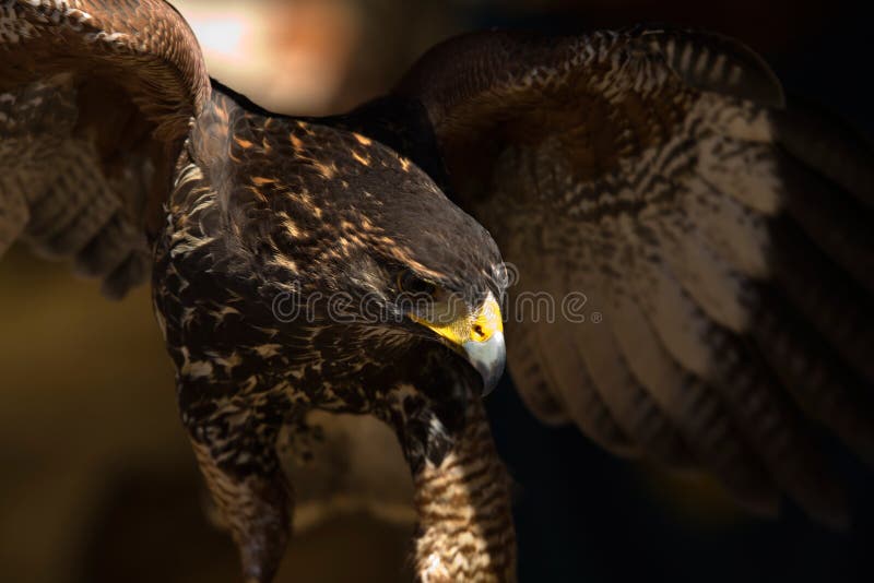 Halcón joven de Harris III foto de archivo. Imagen de especie - 22981158