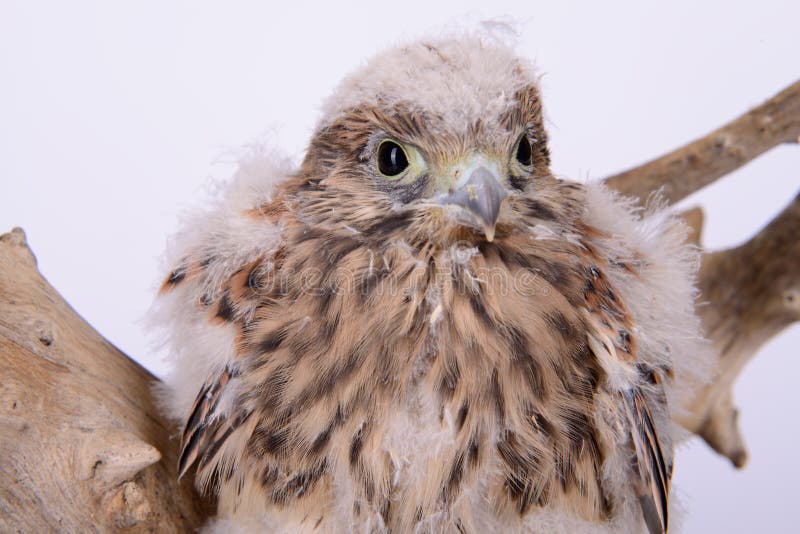 Halcón joven del polluelo foto de archivo. Imagen de rapaz - 32094956