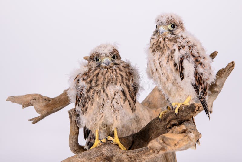 Halcón joven del polluelo foto de archivo. Imagen de blanco - 32095312