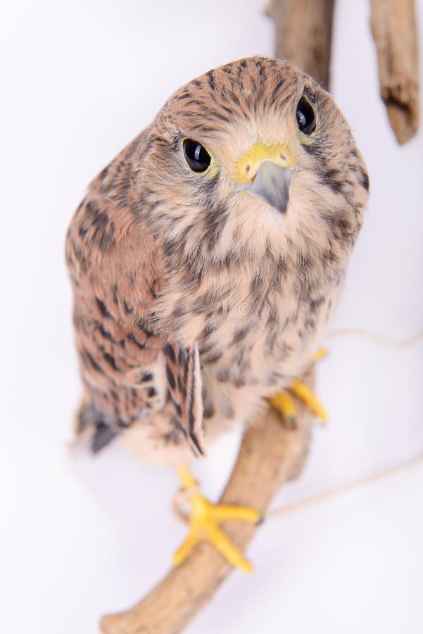 Halcón joven del polluelo foto de archivo. Imagen de rapaz - 32094956