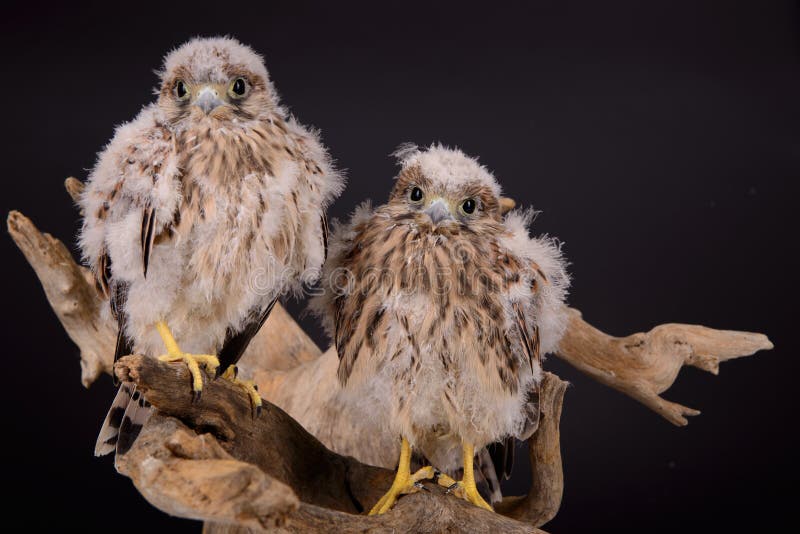 Halcón joven del polluelo foto de archivo. Imagen de rapaz - 32094956