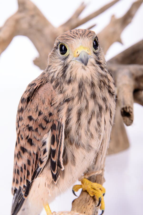 Halcón joven del polluelo foto de archivo. Imagen de rapaz - 32094956