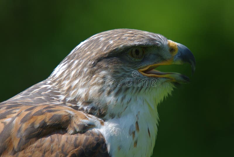 Polluelo Áspero-legged Del Halcón En Jerarquía En El Acantilado En El ...