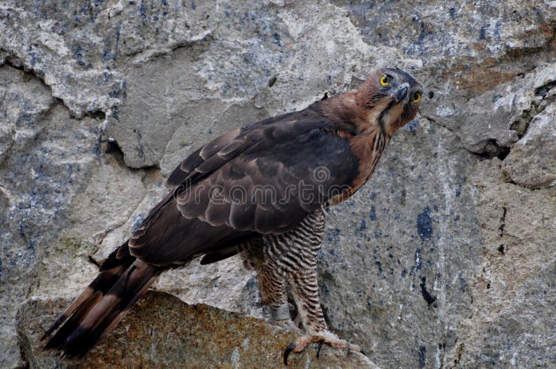 Halcón negro imagen de archivo. Imagen de fauna, negro - 12782869