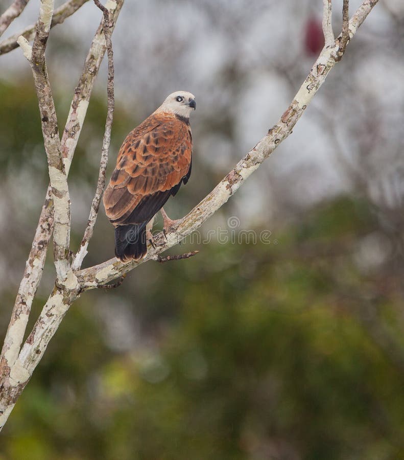 Halcón Negro Agarrado Fotos - Libres de Derechos y Gratuitas de Dreamstime