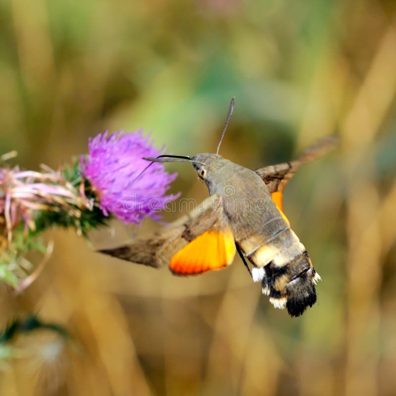 Esfinge colibrí (Macr imagen de archivo. Imagen de polilla - 10293509